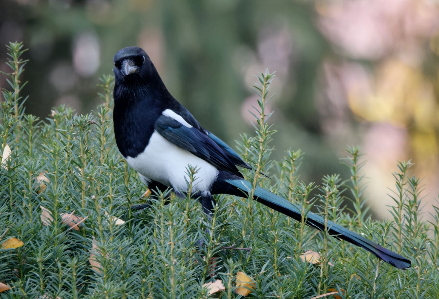 Piep einmal! Die Elster